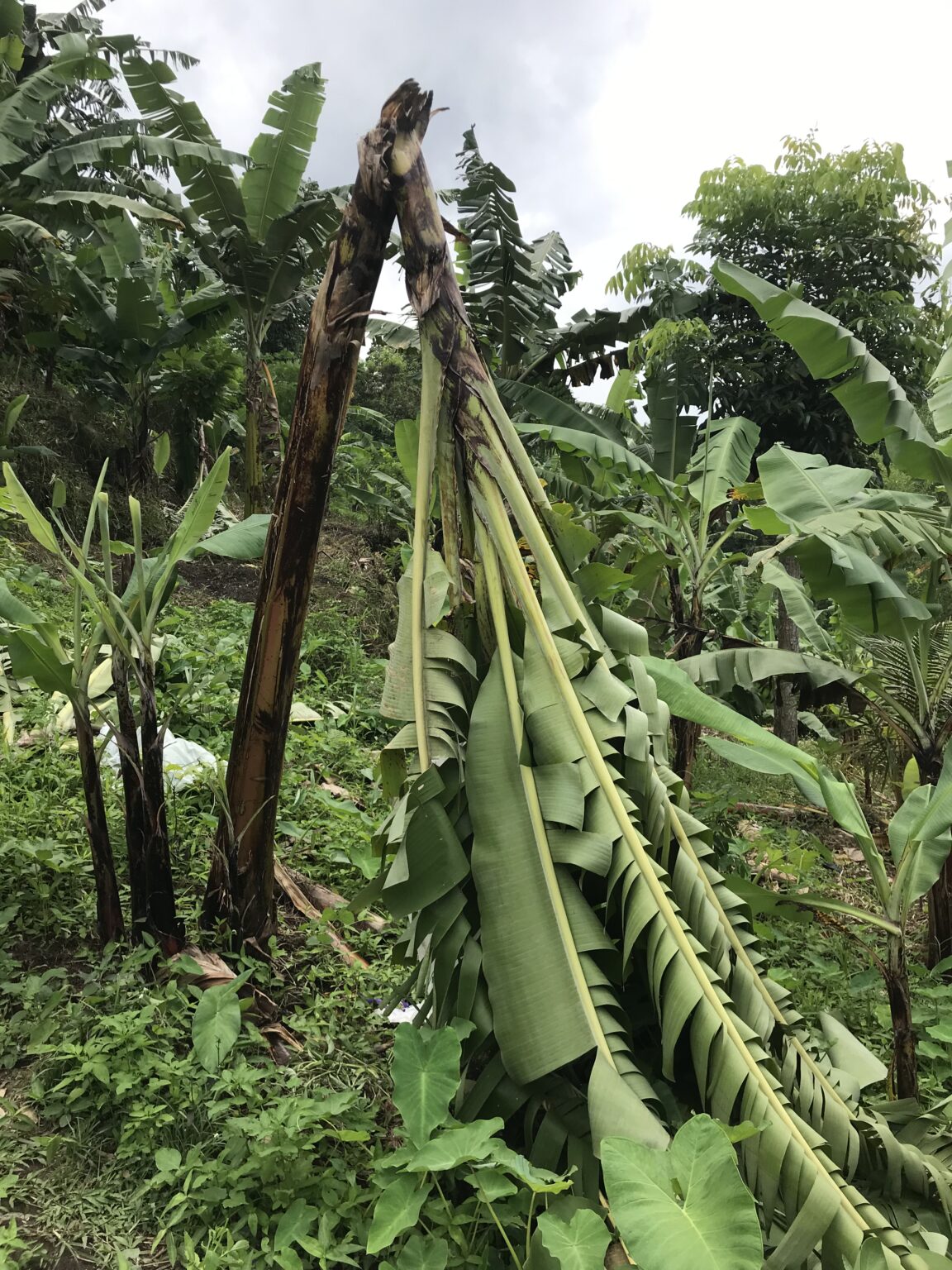 Alter Trade Japan（オルター･トレード･ジャパン）｜交易を通じて生産者と消費者をつなぐ会社｜【バナナニュース362号 ...