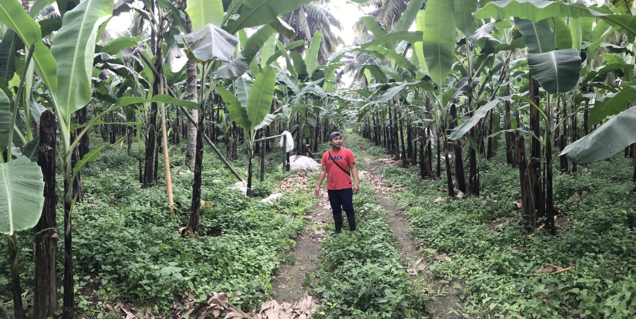 Alter Trade Japan（オルター･トレード･ジャパン）｜交易を通じて生産者と消費者をつなぐ会社｜【バナナニュース366号】ボンボン ...